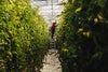 EY Carbon ambition progress | EY - Global