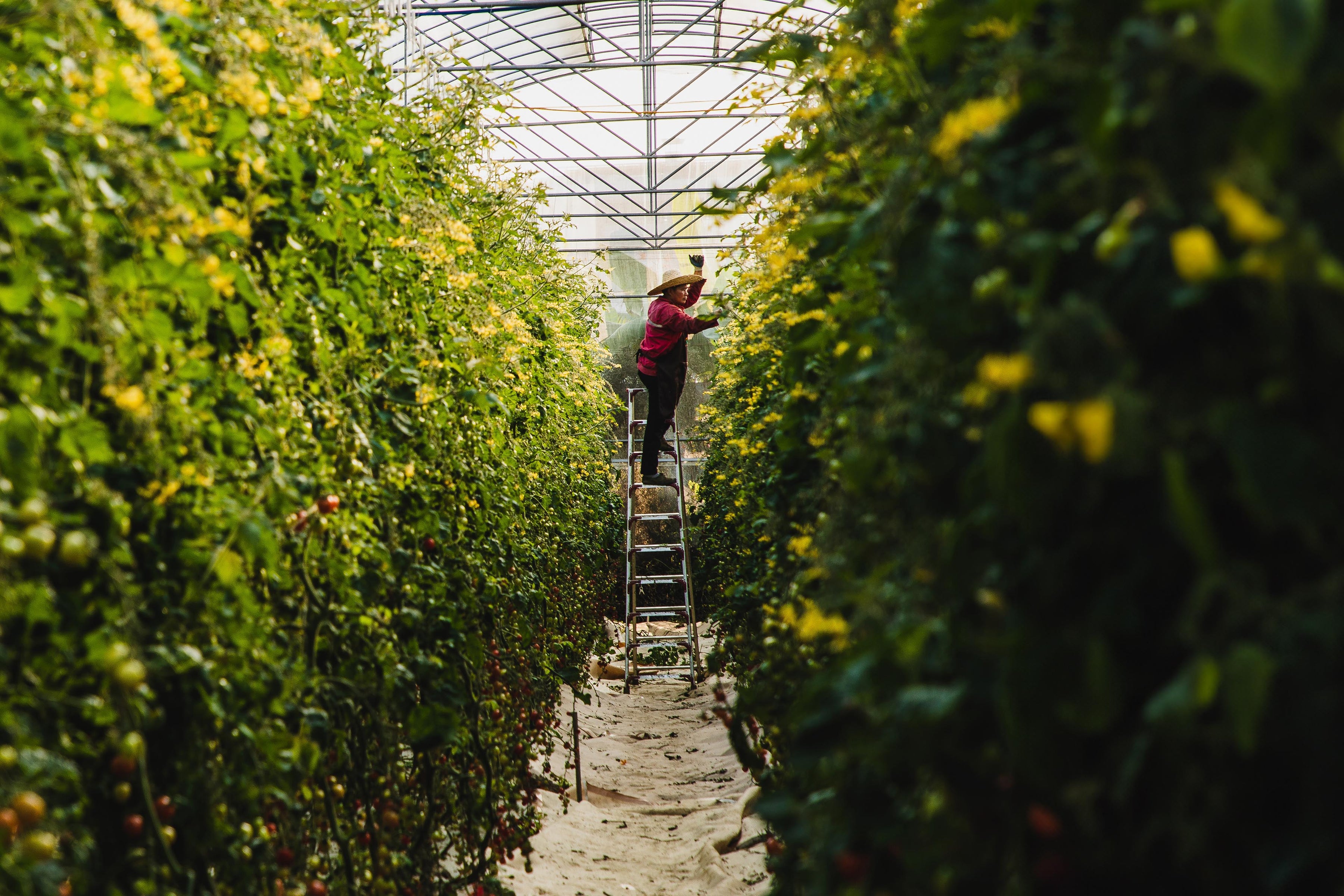 EY Carbon ambition progress | EY - Global