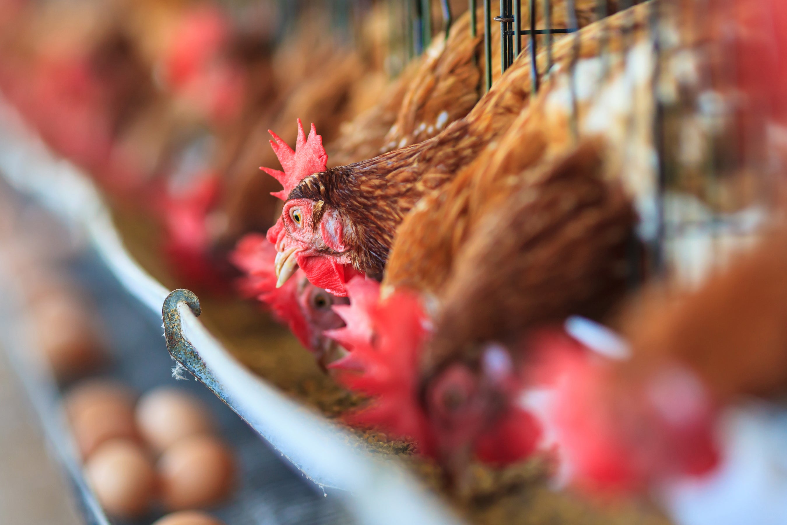 How vertical integration is impacting food and agribusiness | EY - US