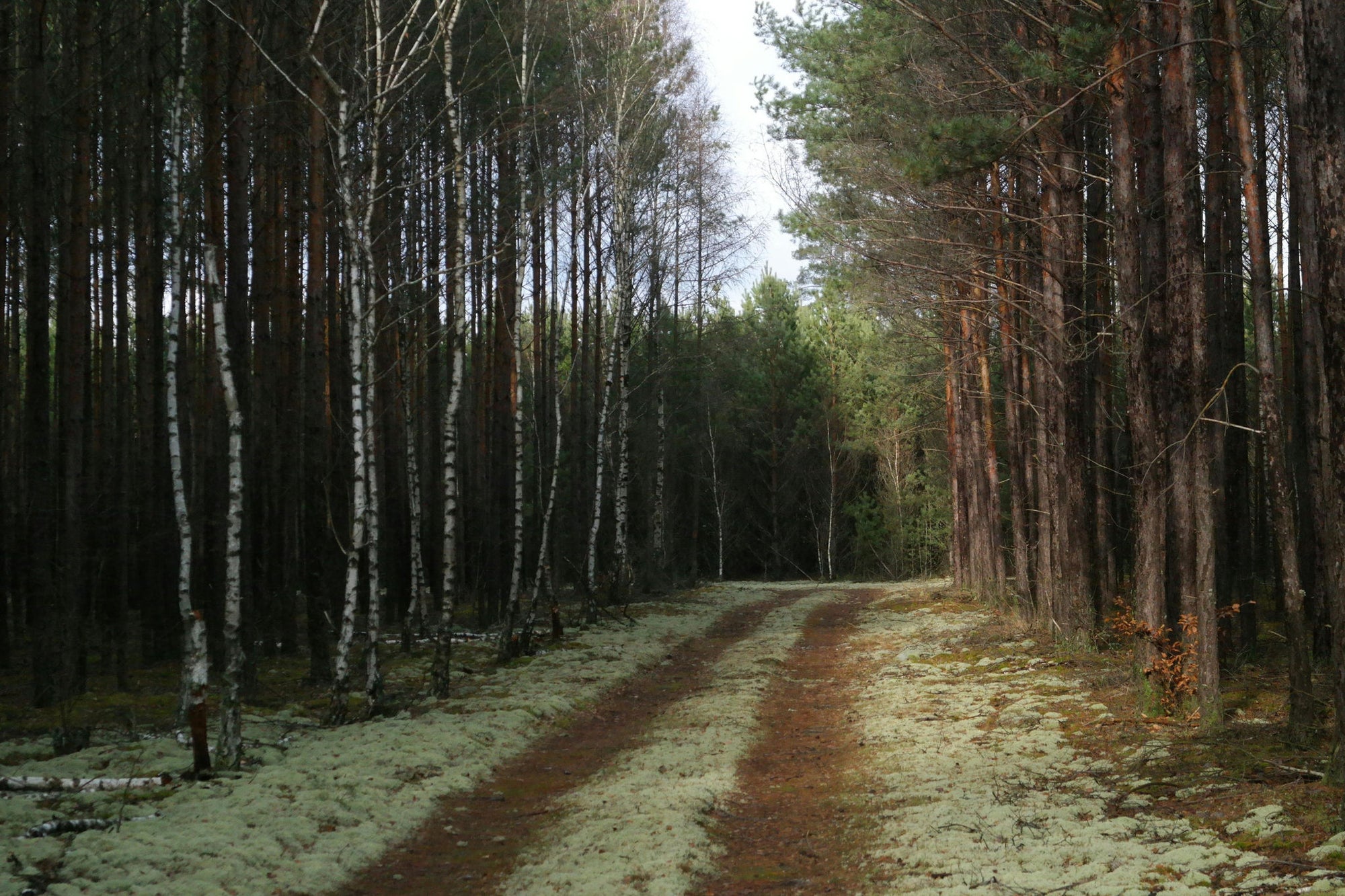 Guía del Sistema de Control Interno de la Información de Sostenibilidad (SCIIS) y la importancia ...