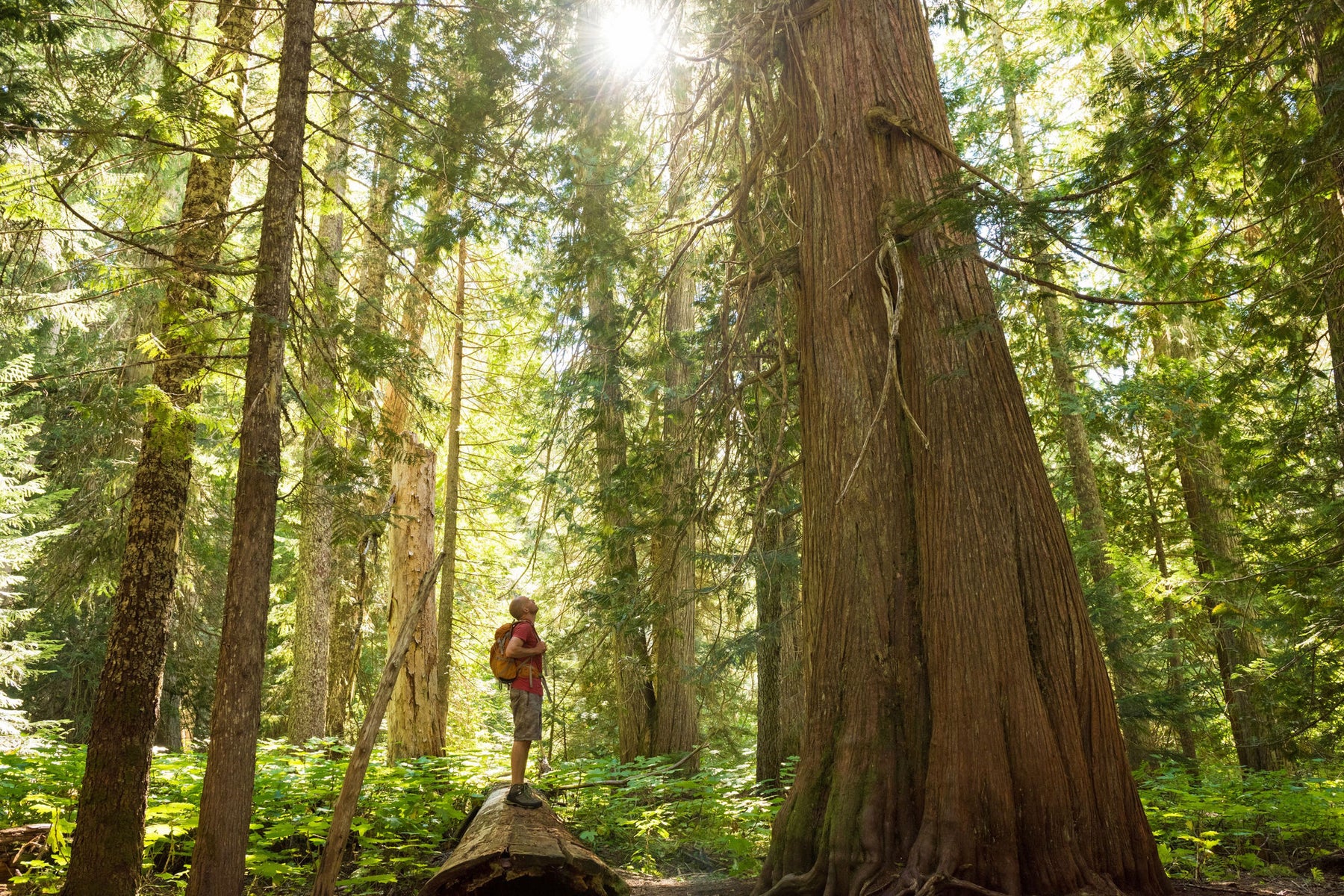 Forestry Funds: The Emerging Star of Alternative Investments | EY ...