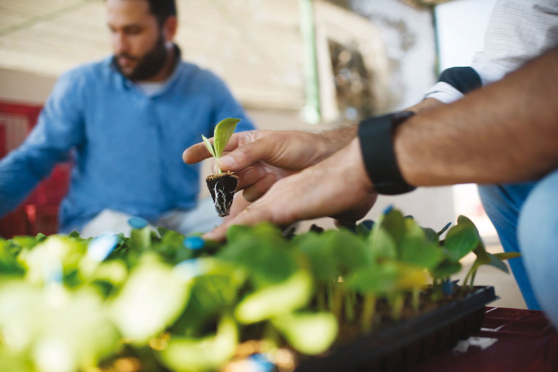How Bayer is unearthing agronomy's future with GenAI | EY - Global