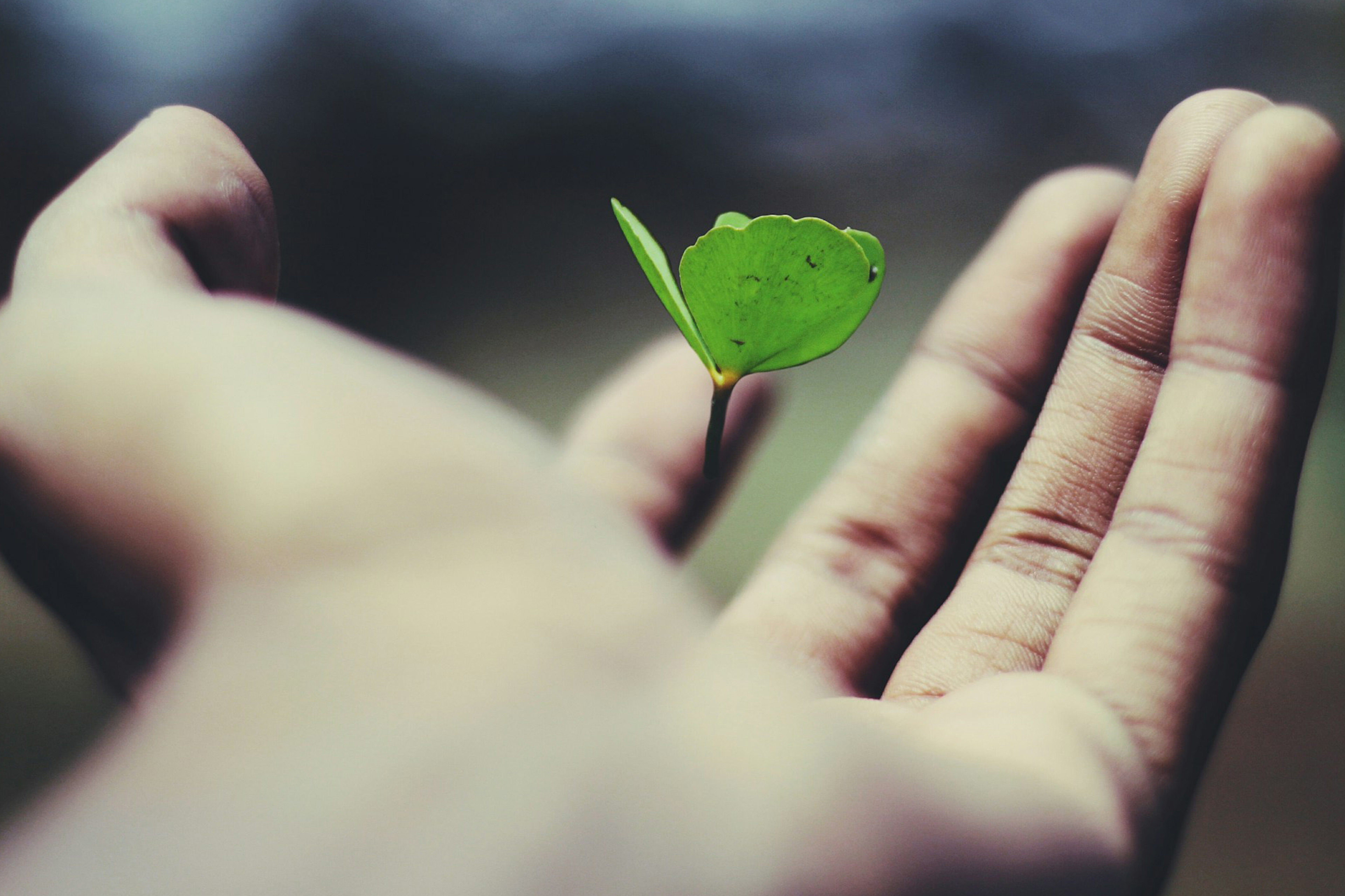 Cece rose nides decided to trying out the dice on Backpage