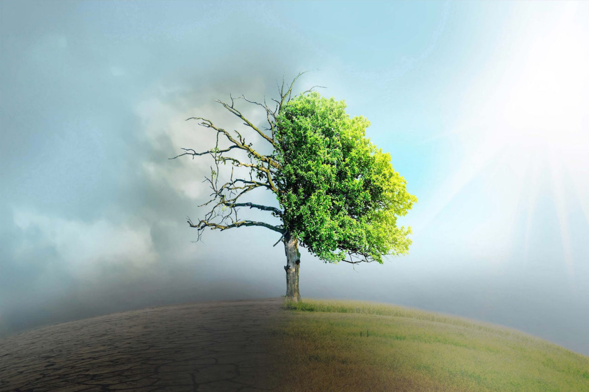 Climate change & sustainability services | EY - India