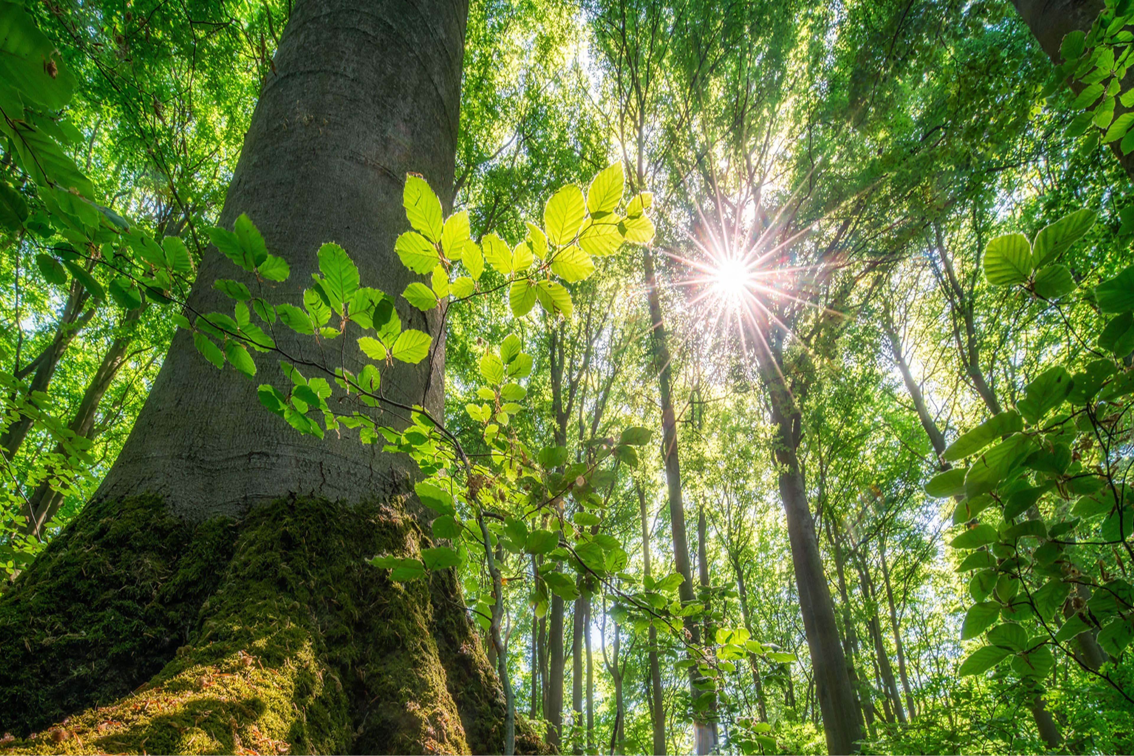 ESG Evolution | EY - US